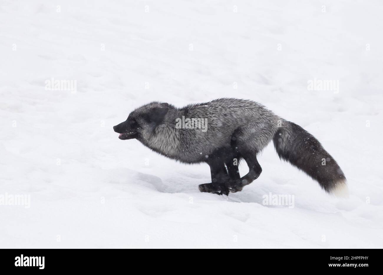Silberfuchs (Vulpes vulpes) eine melanistische Form des Rotfuchses, der ...
