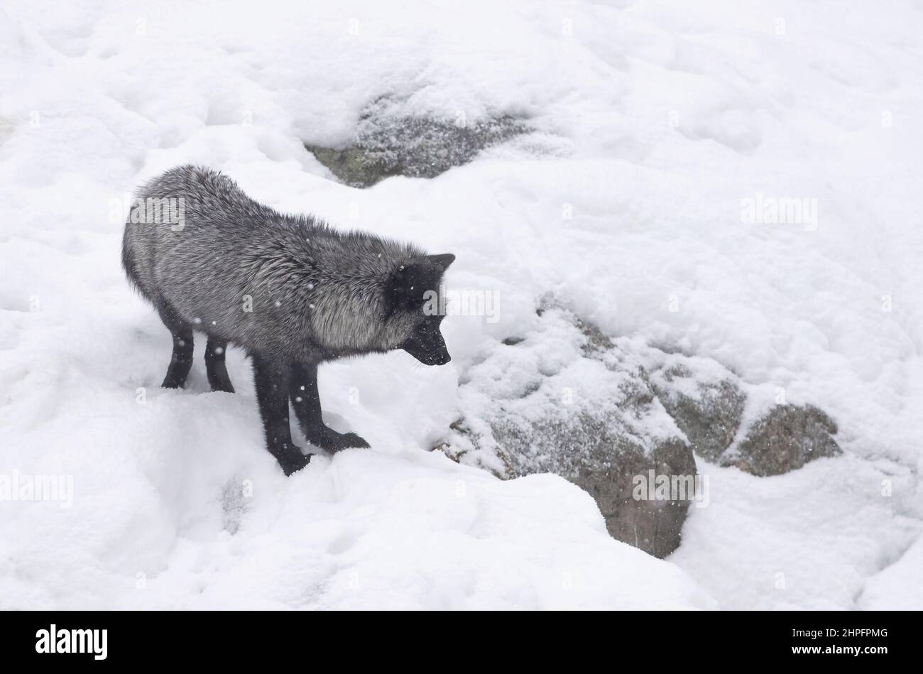 Silberfuchs (Vulpes vulpes) eine melanistische Form des Rotfuchs, der ...