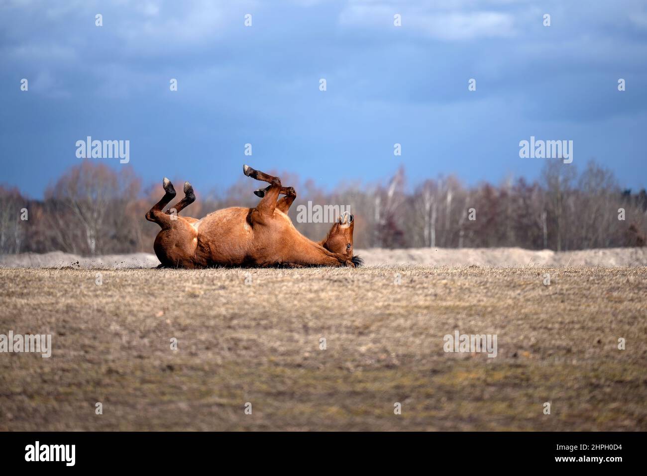 Pferd rollt im feld -Fotos und -Bildmaterial in hoher Auflösung – Alamy