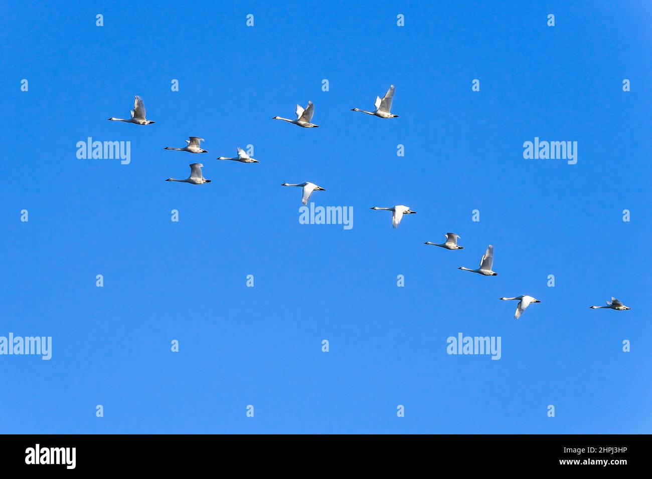 Schneegänse fliegen Anser caerulescens / Schneegans-Wasservögel strömen ...