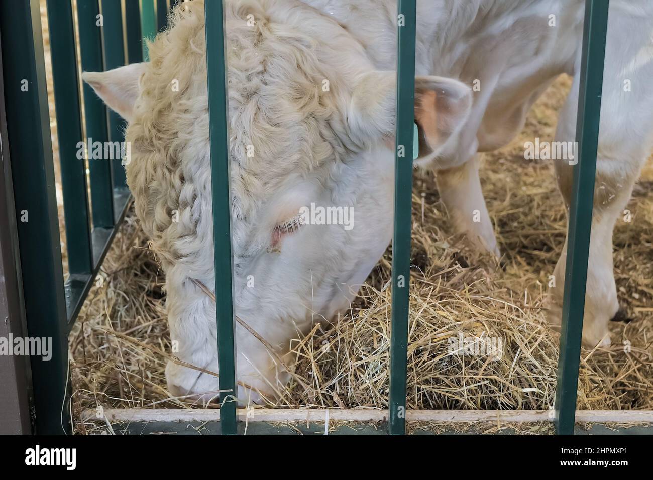 Charolaise kuh -Fotos und -Bildmaterial in hoher Auflösung - Seite 2 ...