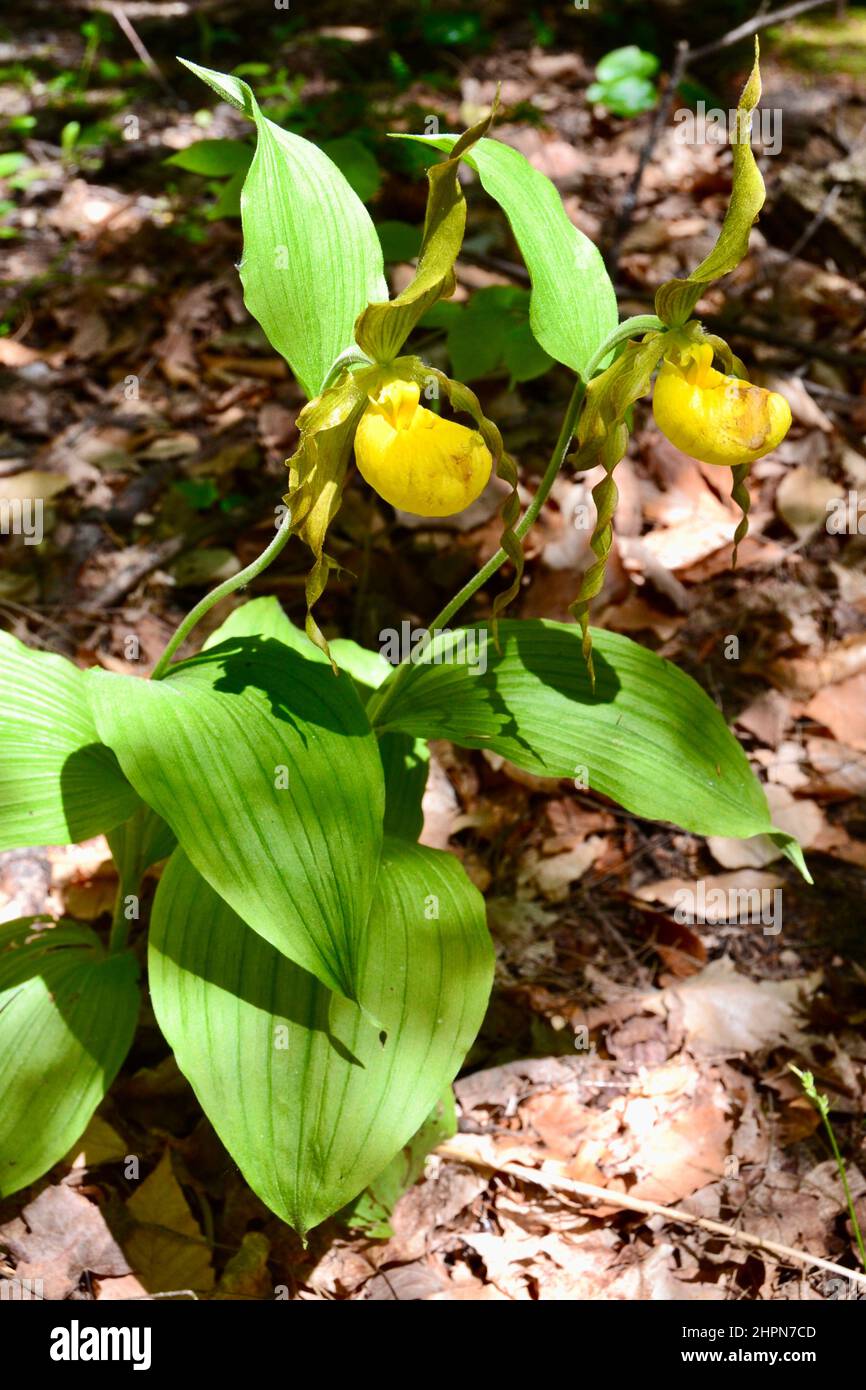 Orchideen Im Wald