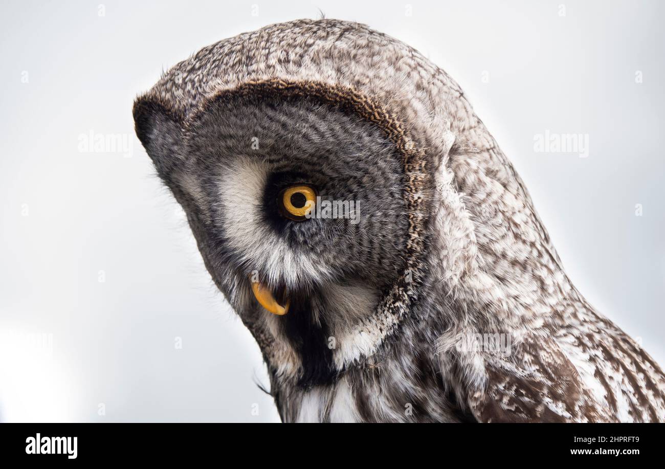 Eulen von italien -Fotos und -Bildmaterial in hoher Auflösung – Alamy