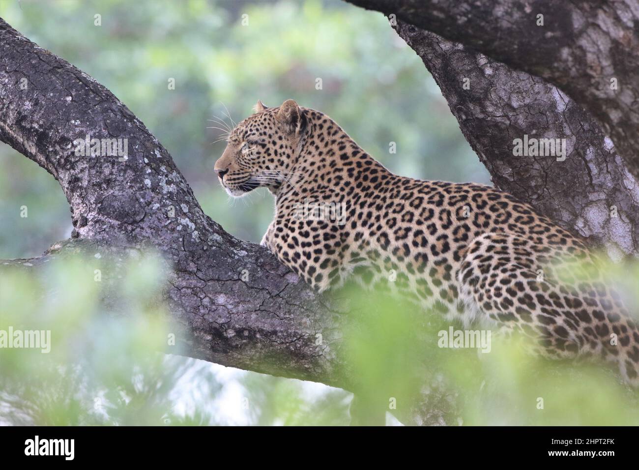 Leopard im baum liegen -Fotos und -Bildmaterial in hoher Auflösung – Alamy