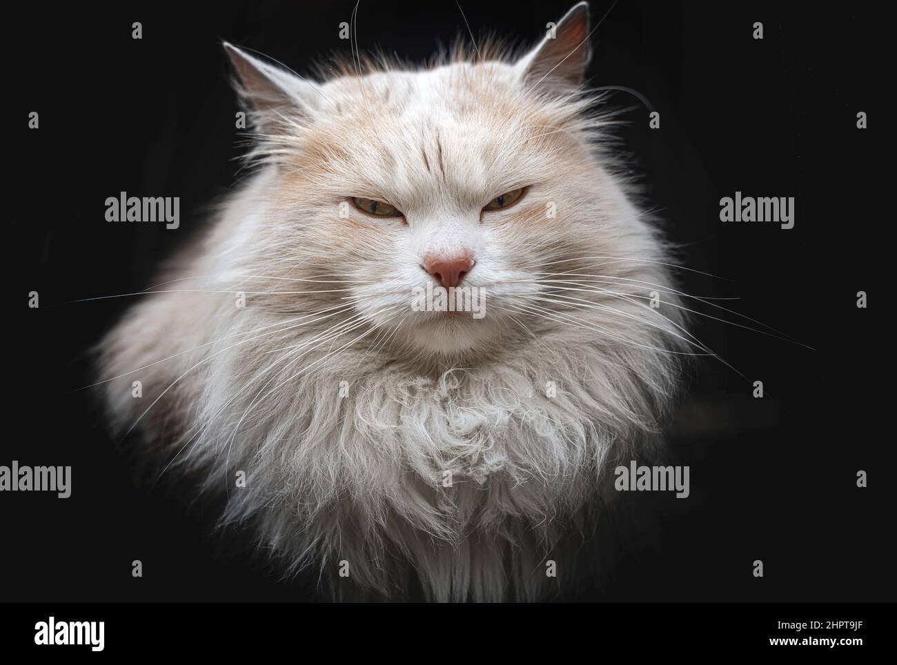 Katze auf dunklem hintergrund -Fotos und -Bildmaterial in hoher ...