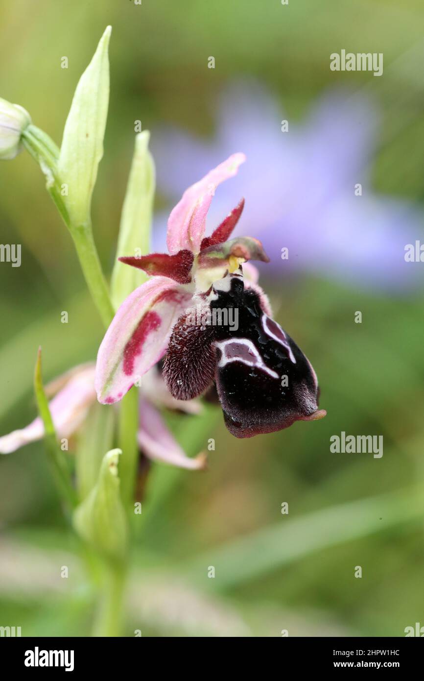Rhodos wilde orchidee -Fotos und -Bildmaterial in hoher Auflösung – Alamy