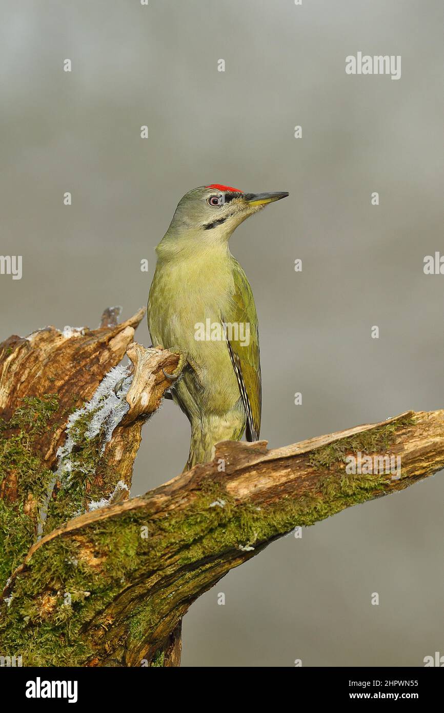 Grauspecht (Picus canus), Männchen auf einer Baumwurzel mit Schnee ...