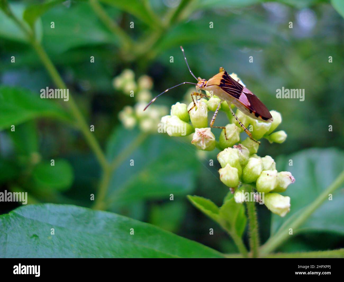 Stinken blumen -Fotos und -Bildmaterial in hoher Auflösung – Alamy