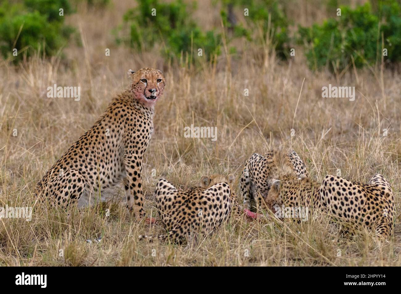 Geparden anatomie -Fotos und -Bildmaterial in hoher Auflösung – Alamy