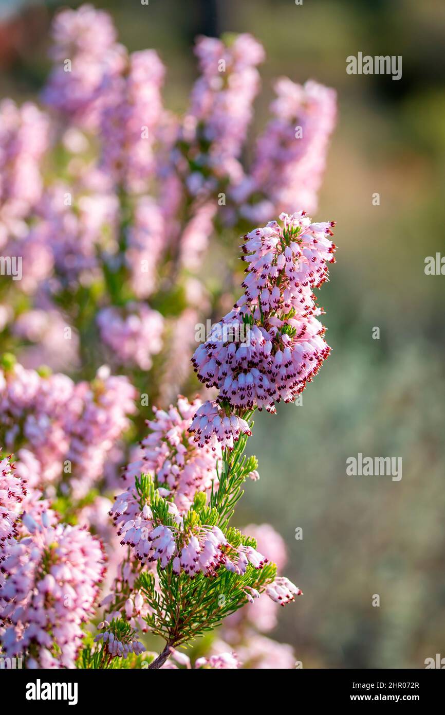 Mediterrane Heide (Erica multiflora), Nationalpark Calanques, La Ciotat ...