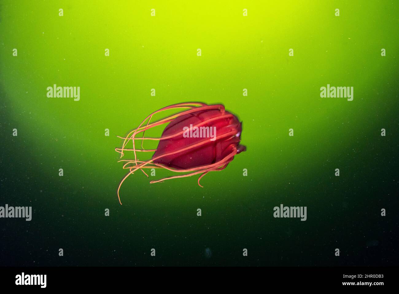 Helmquallen (Periphylla periphylla) ist eine leuchtende, rot gefärbte ...