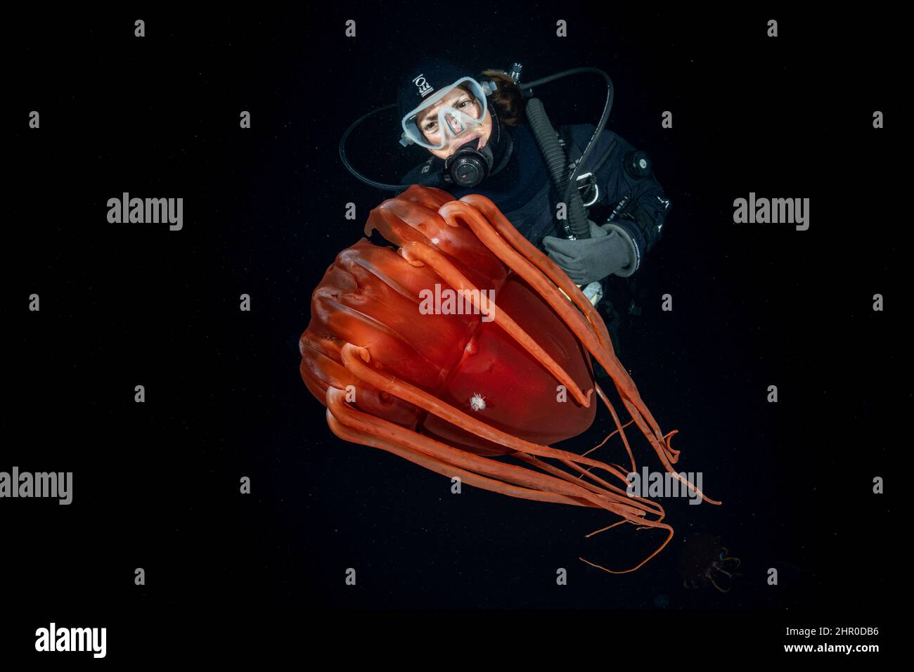 Scuba Diver with Helmet Qualle (Periphylla periphylla) ist eine ...