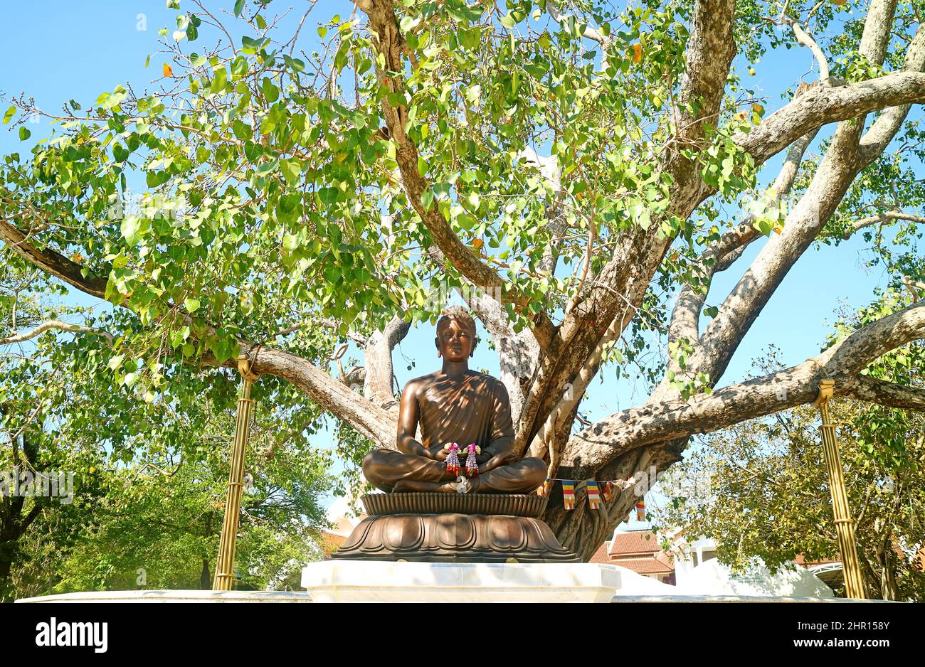 Bodhi tree bangkok -Fotos und -Bildmaterial in hoher Auflösung – Alamy