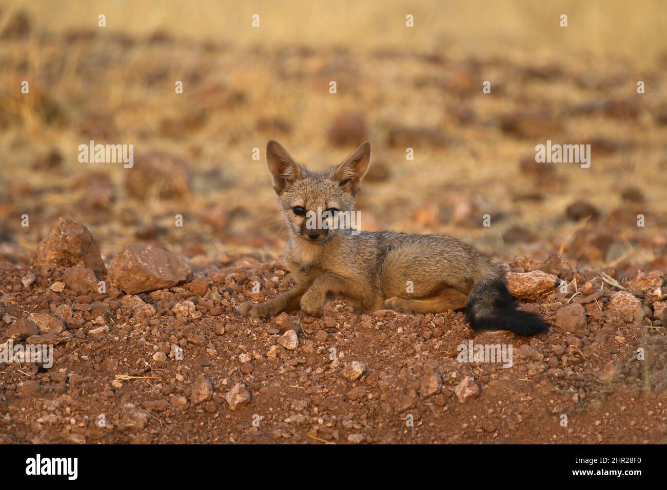 Bengalfuchs vulpes bengalensis -Fotos und -Bildmaterial in hoher ...