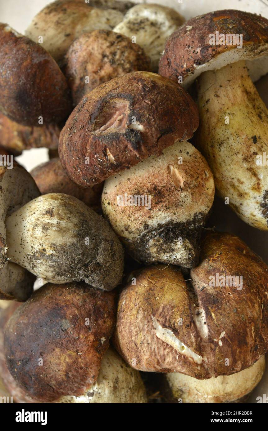 Pilze leben -Fotos und -Bildmaterial in hoher Auflösung – Alamy
