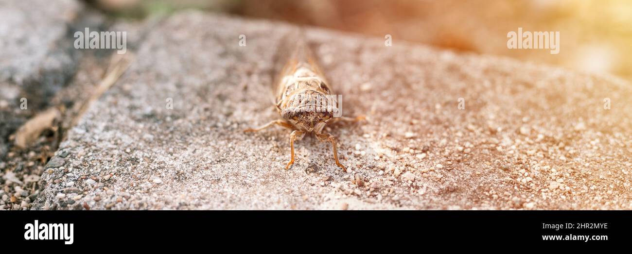 Cicada cicadidae ein großes, schwarz fliegendes, zwitscherndes Insekt ...