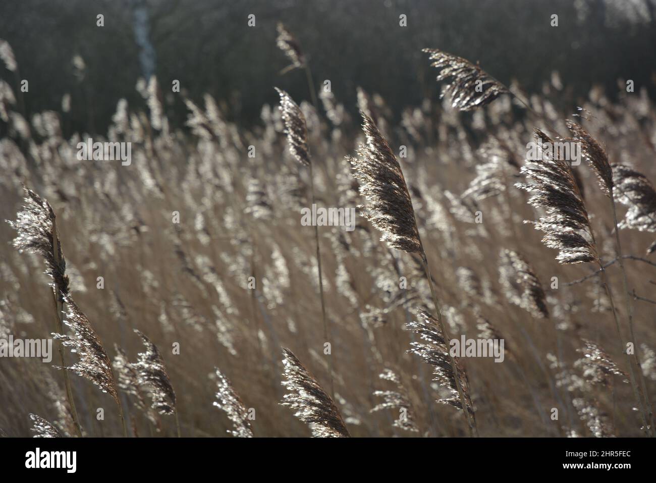 Windy grass -Fotos und -Bildmaterial in hoher Auflösung – Alamy