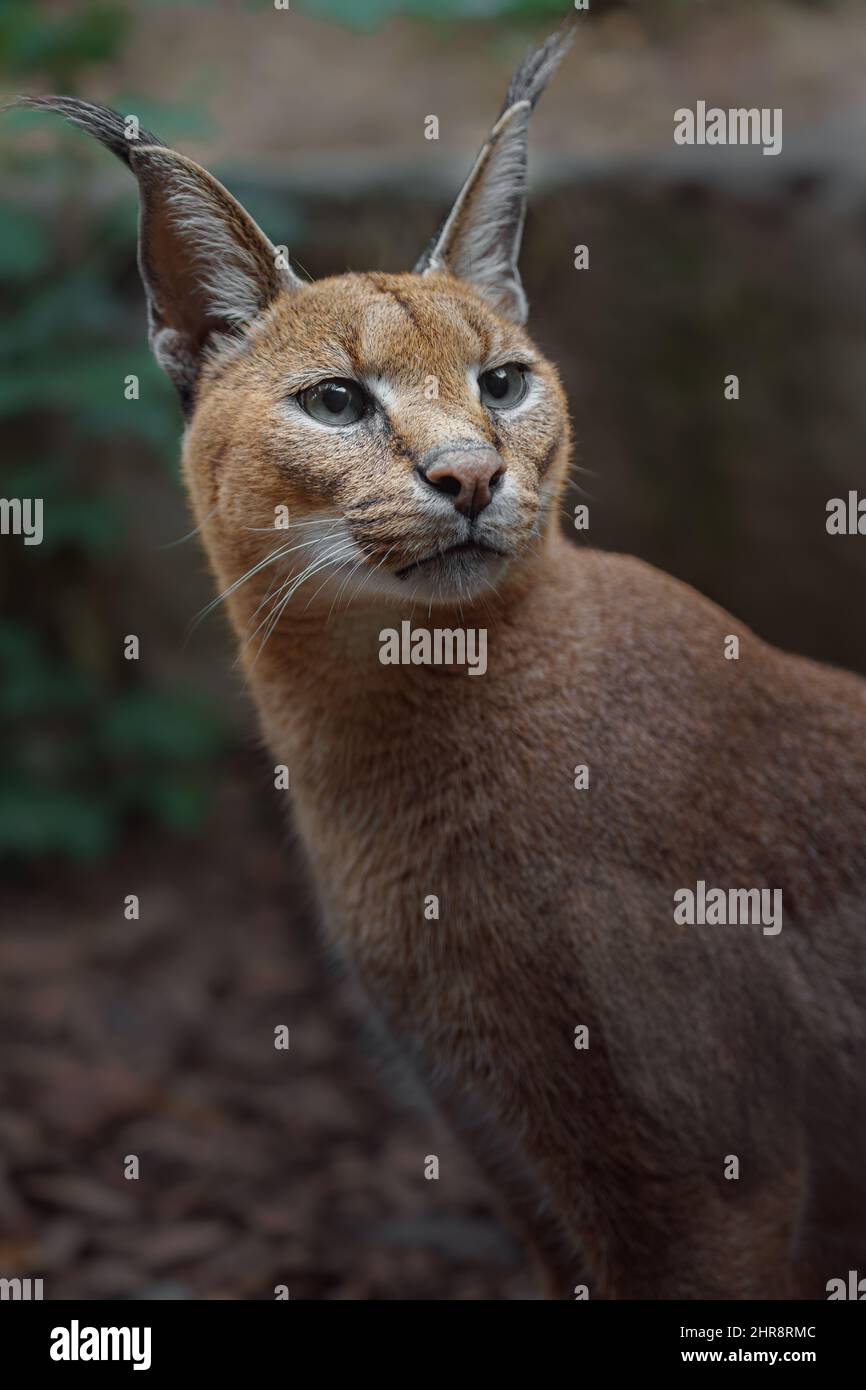 Junge karakal -Fotos und -Bildmaterial in hoher Auflösung – Alamy