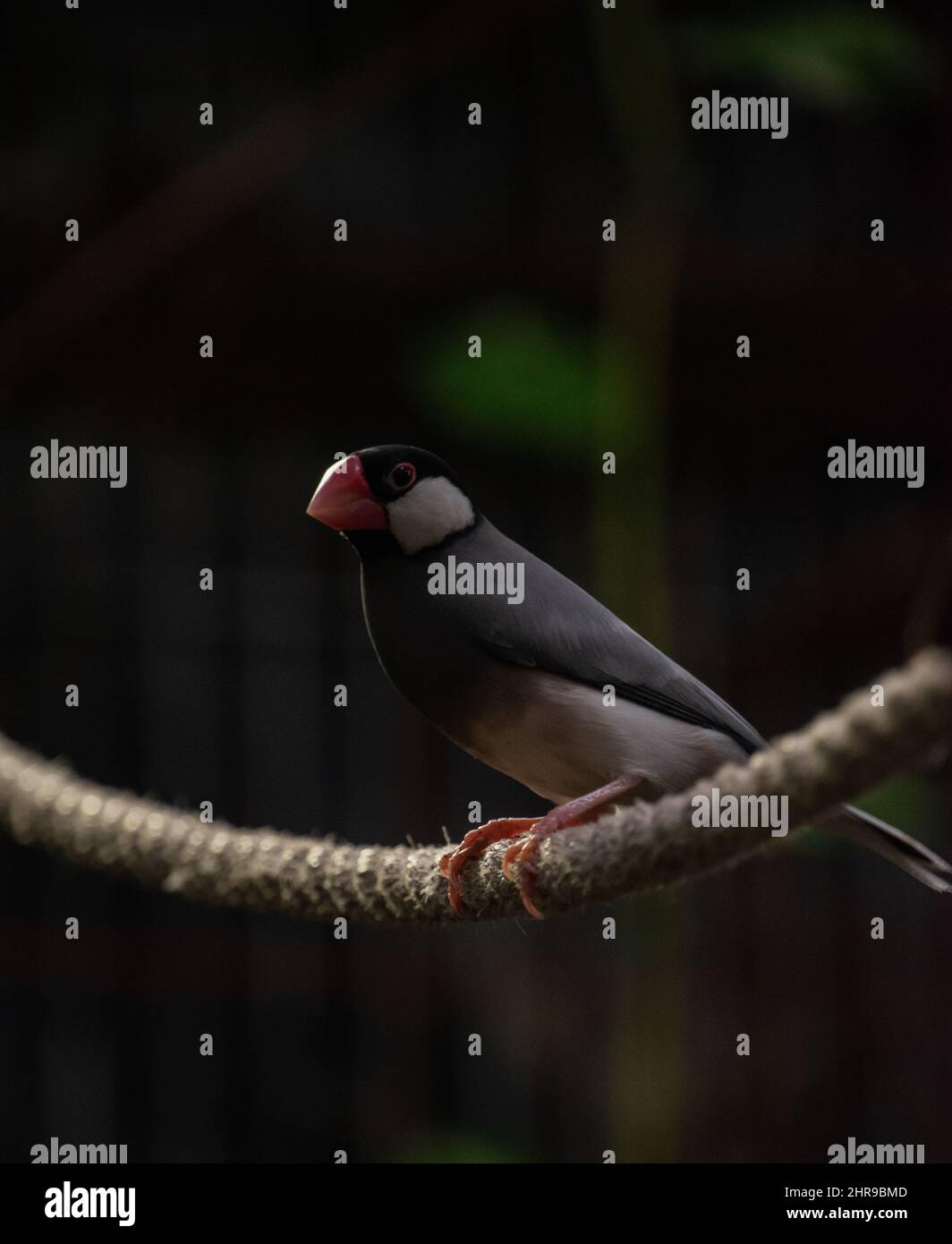 Java Sparrow (Padda oryzivora), auf einem Seil sitzend, mit seinem ...