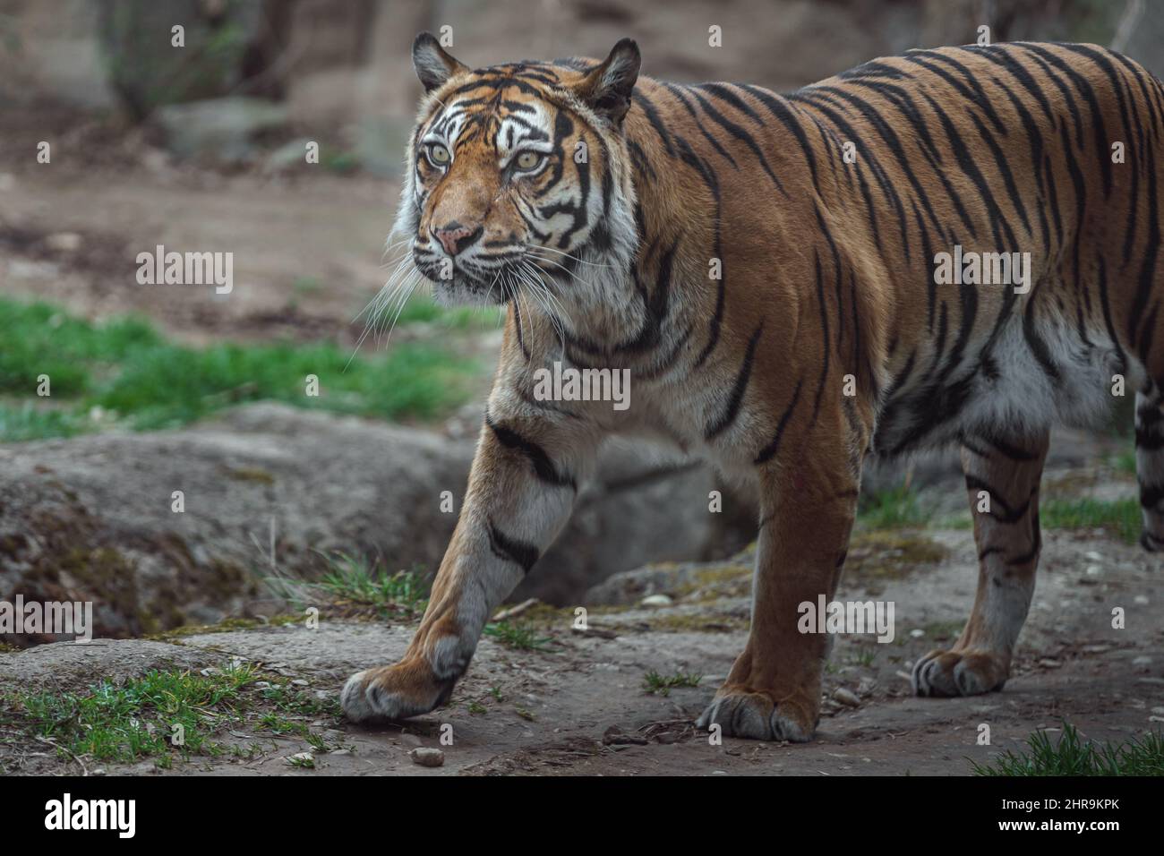 Action of the tiger -Fotos und -Bildmaterial in hoher Auflösung – Alamy