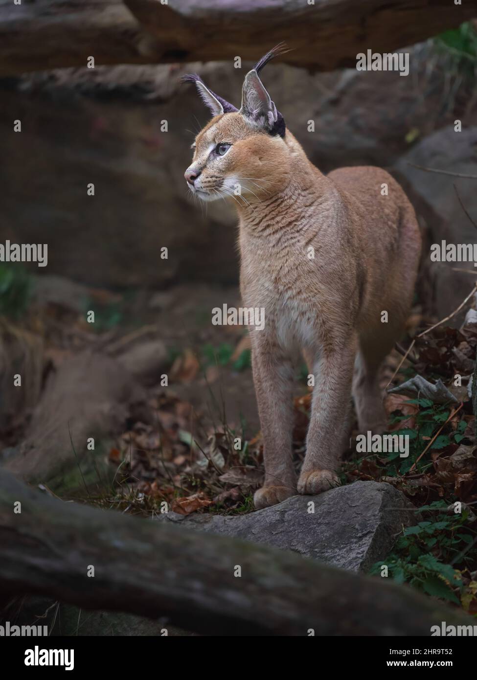 Junge karakal -Fotos und -Bildmaterial in hoher Auflösung – Alamy
