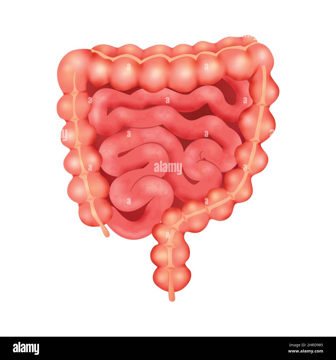 Realistische Zusammensetzung der Anatomie der menschlichen inneren ...
