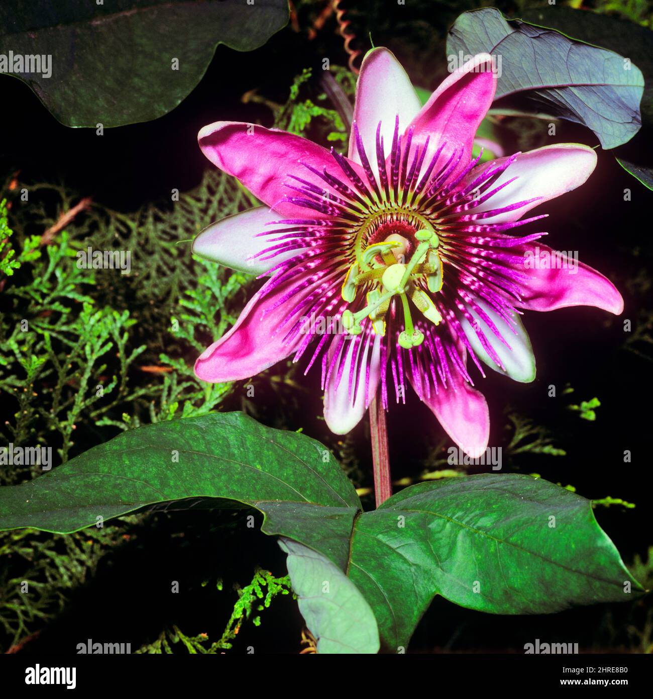 Leidenschaft von jesus christus -Fotos und -Bildmaterial in hoher Auflösung – Alamy