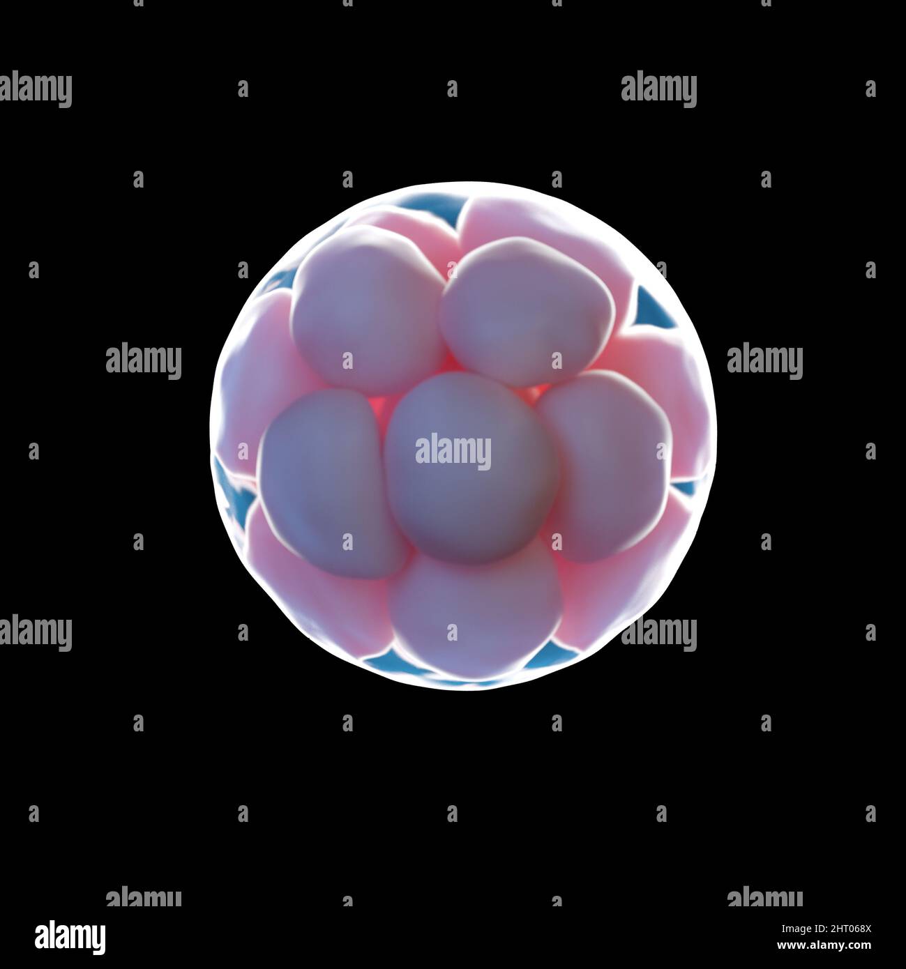 Morula embryo -Fotos und -Bildmaterial in hoher Auflösung – Alamy