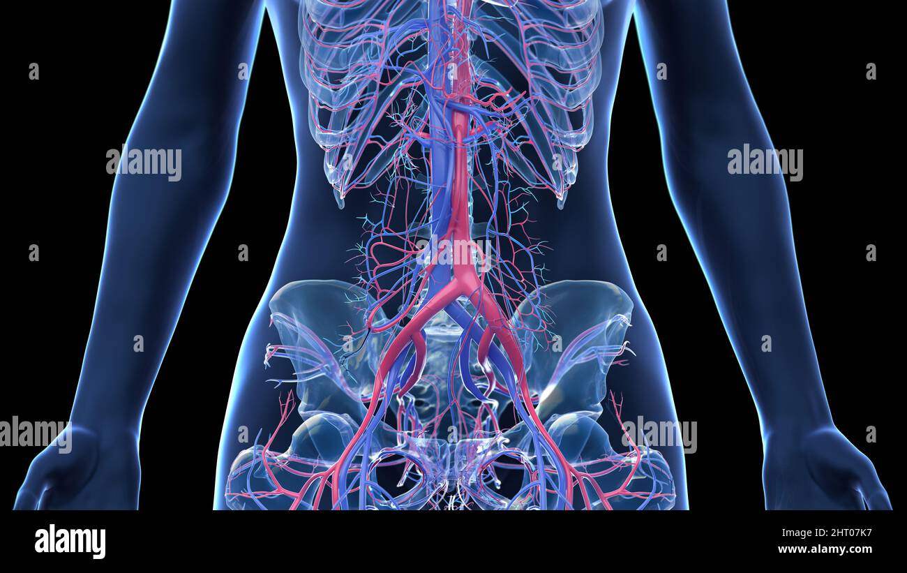 Anatomie des menschlichen Abdomens, Abbildung Stockfotografie - Alamy