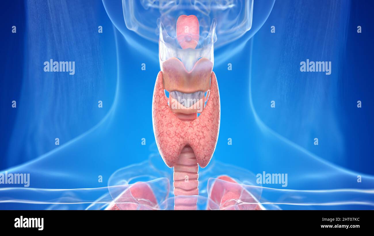 Anatomie des menschlichen nackens -Fotos und -Bildmaterial in hoher ...