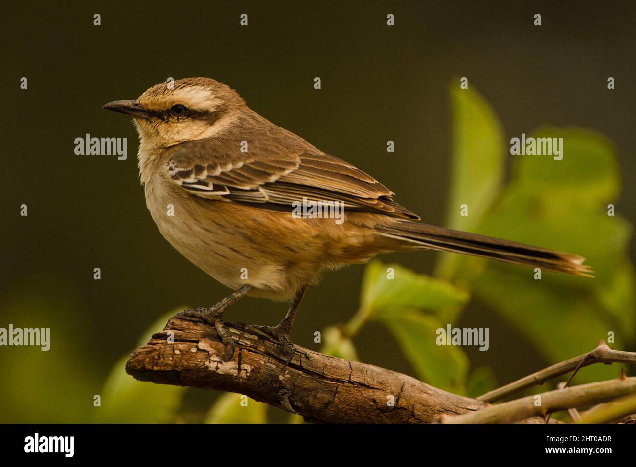 Kreidegebräunter Spötter (Mimus saturninus) auf einem Ast. Northern ...