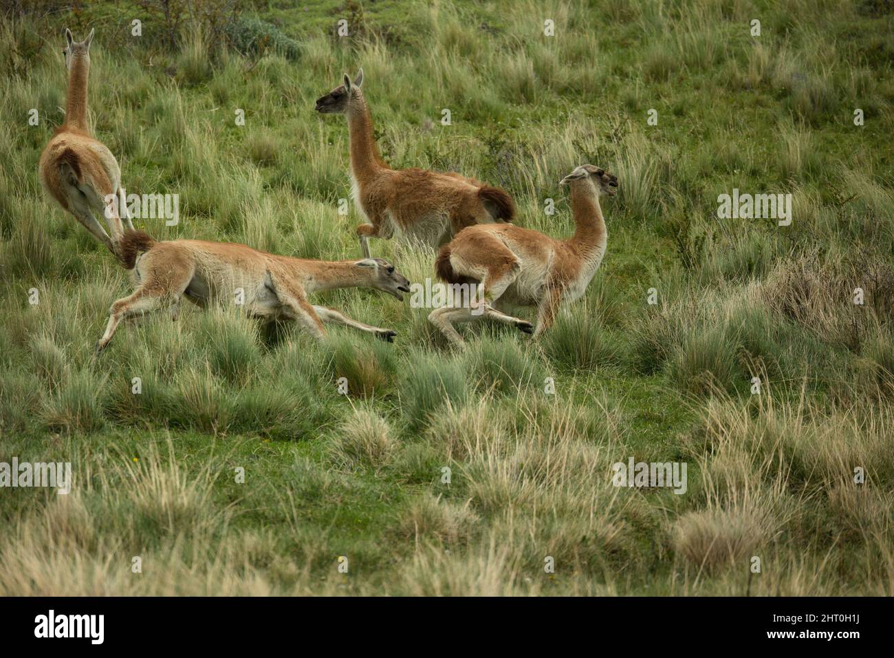 Lama running -Fotos und -Bildmaterial in hoher Auflösung – Alamy