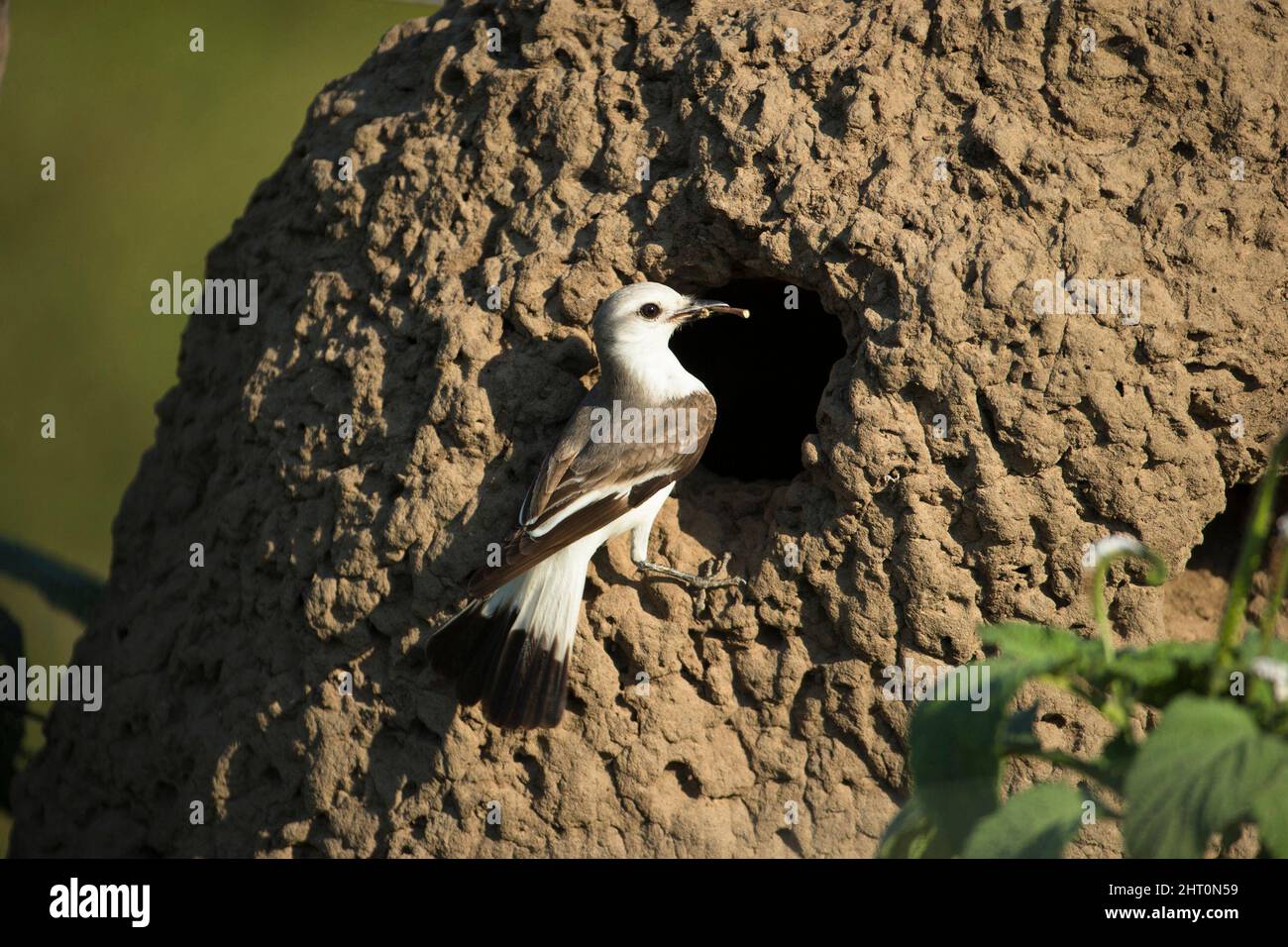 Xolmis velata -Fotos und -Bildmaterial in hoher Auflösung – Alamy