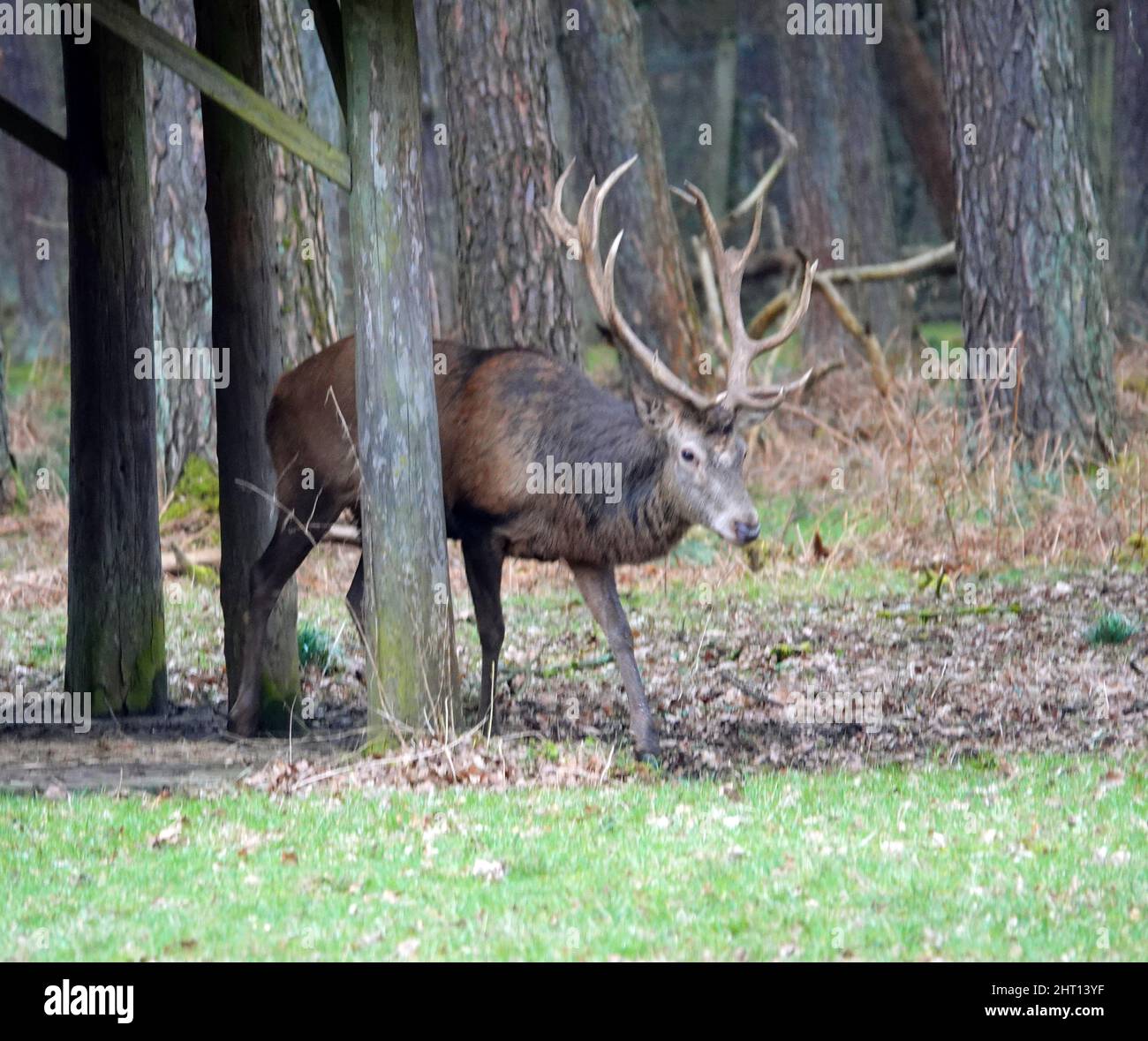 Aus seinem Fell kommt ein beeindruckender Rothirsch. Der Hirsch hat ein ...
