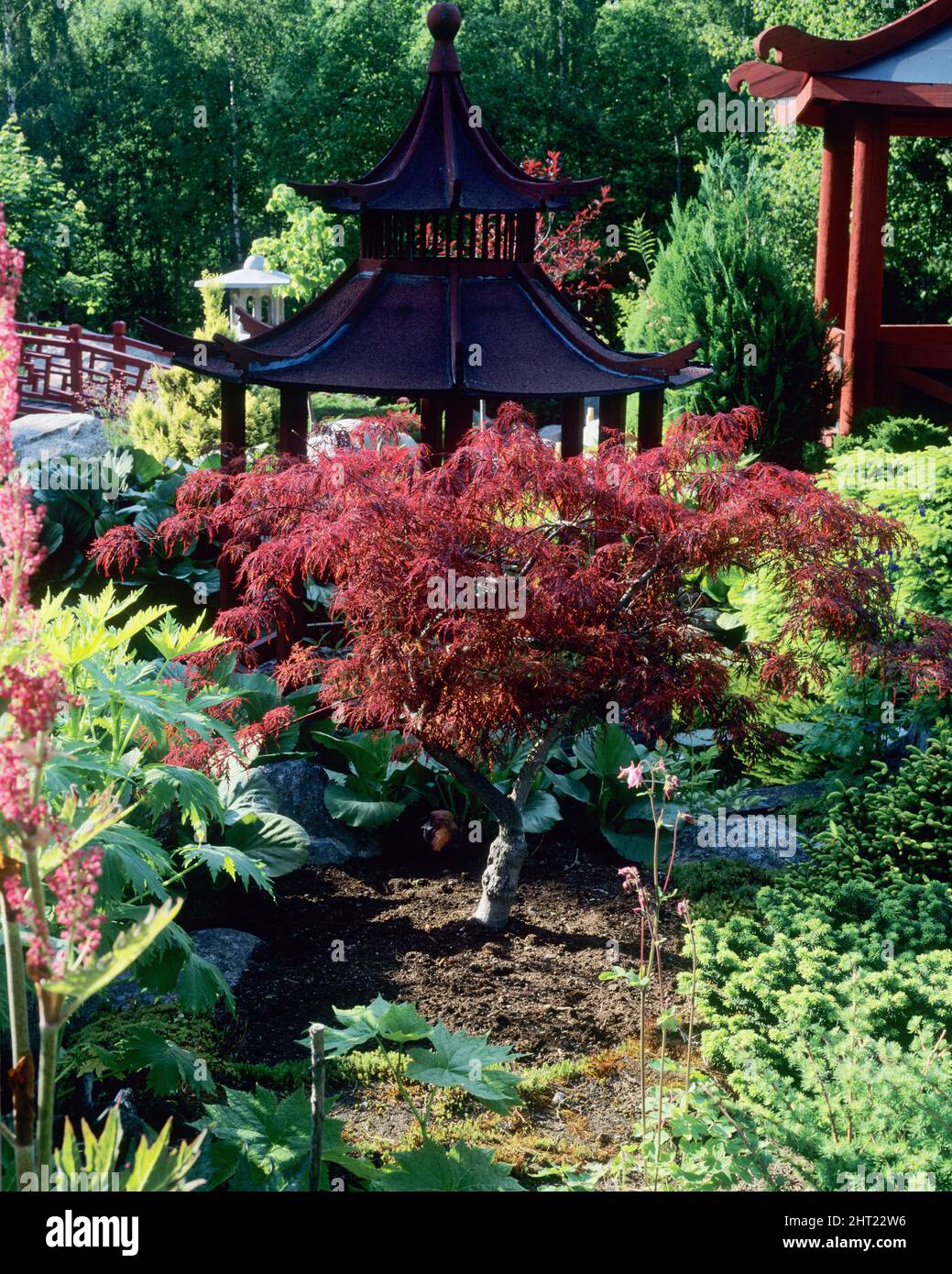 Dwarf maples -Fotos und -Bildmaterial in hoher Auflösung – Alamy