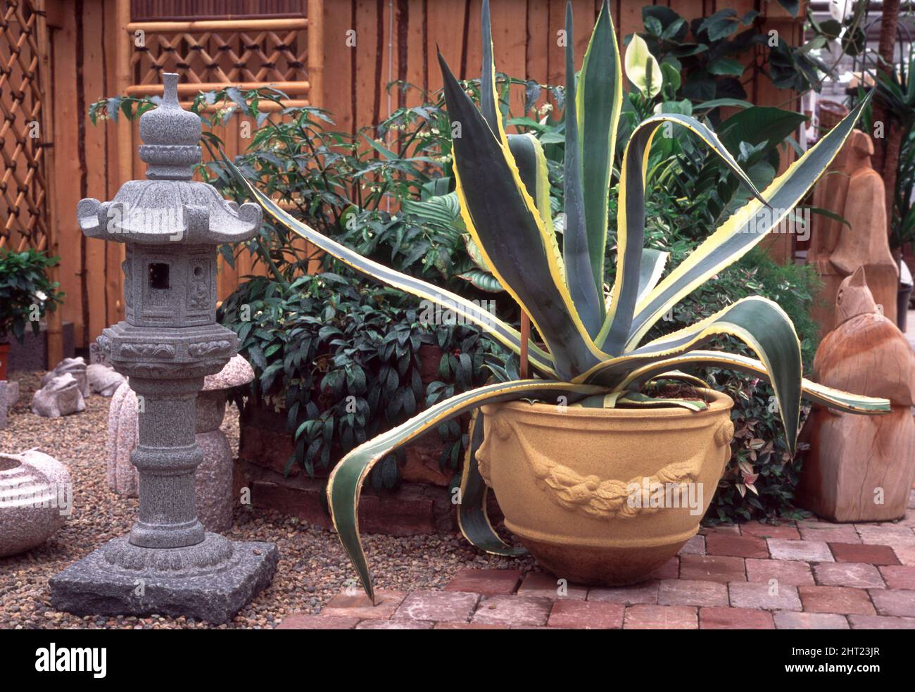 Potted agave -Fotos und -Bildmaterial in hoher Auflösung – Alamy