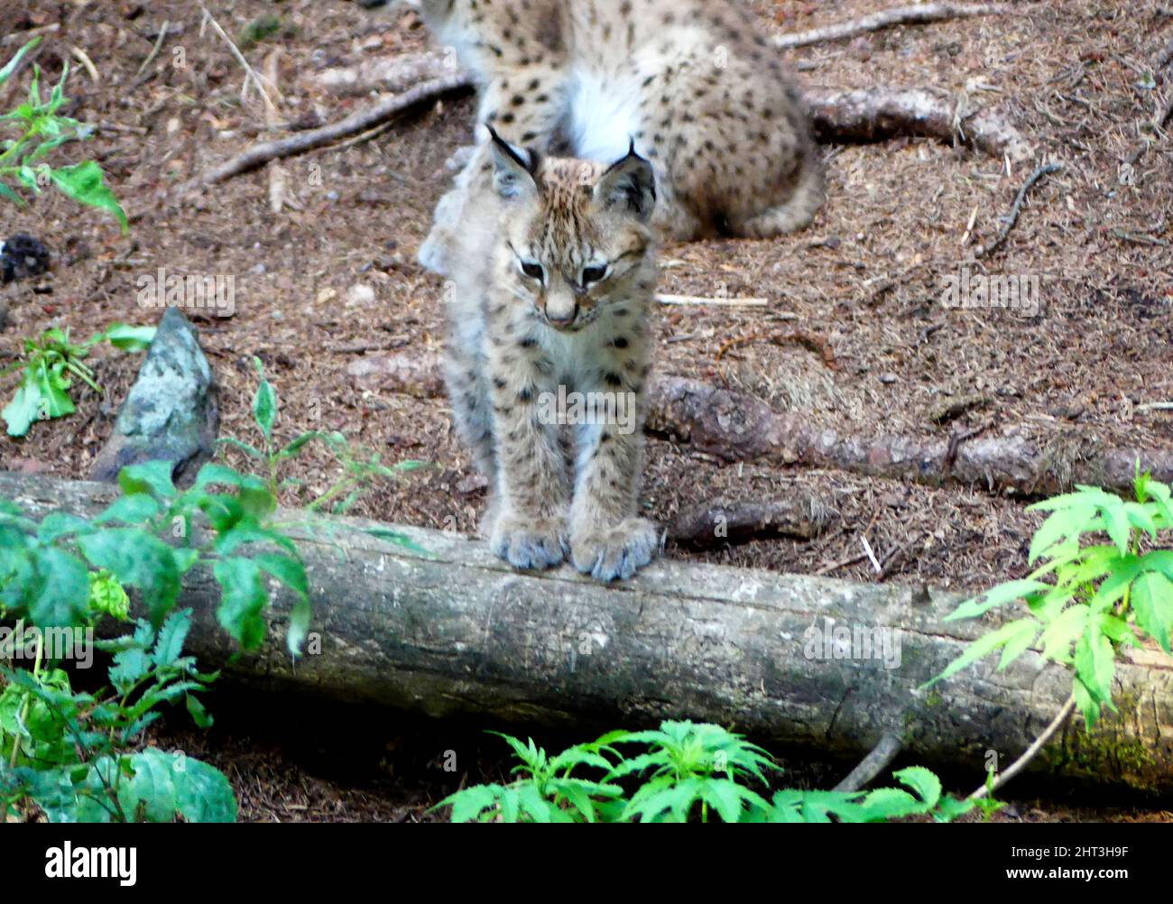 Baby luchse -Fotos und -Bildmaterial in hoher Auflösung – Alamy