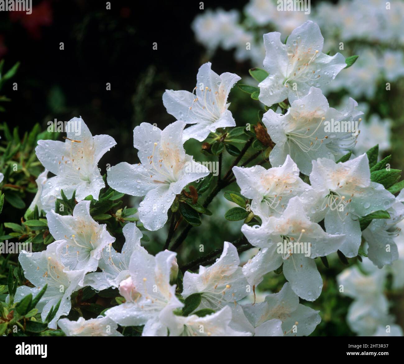 Vattendroppar -Fotos und -Bildmaterial in hoher Auflösung – Alamy