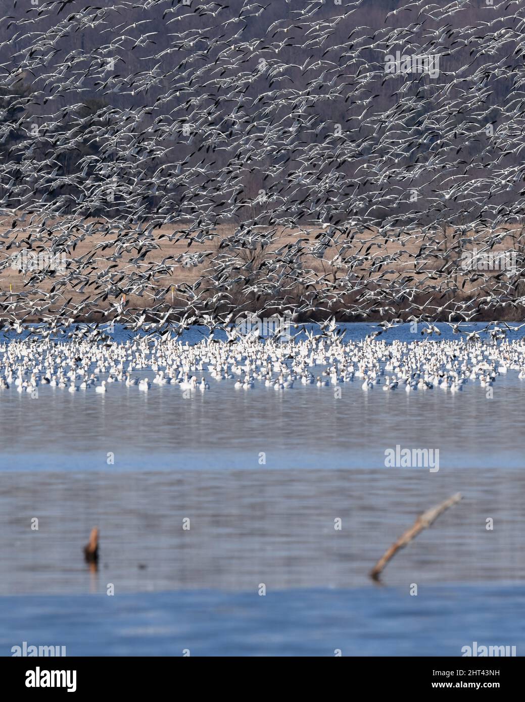 Schneegänse fliegen Anser caerulescens / Schneegans-Wasservögel strömen ...