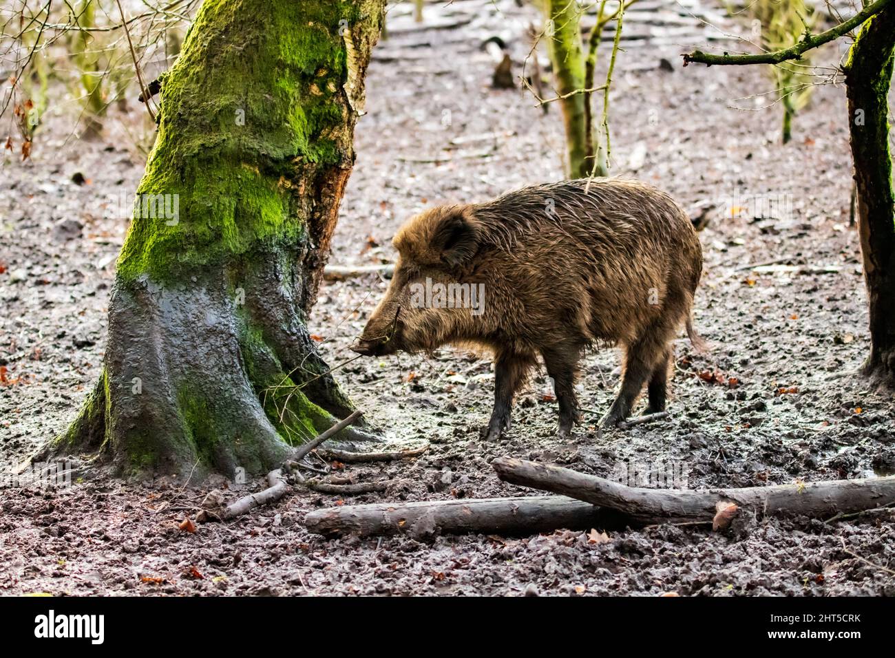 Sus scrofa attila -Fotos und -Bildmaterial in hoher Auflösung – Alamy