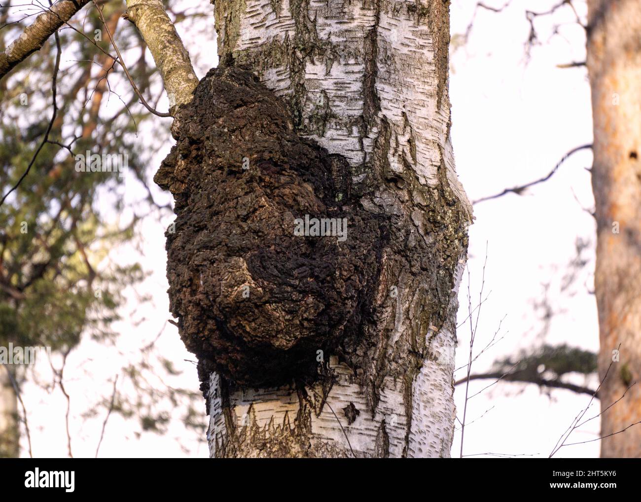 Wilder chaga pilz -Fotos und -Bildmaterial in hoher Auflösung – Alamy