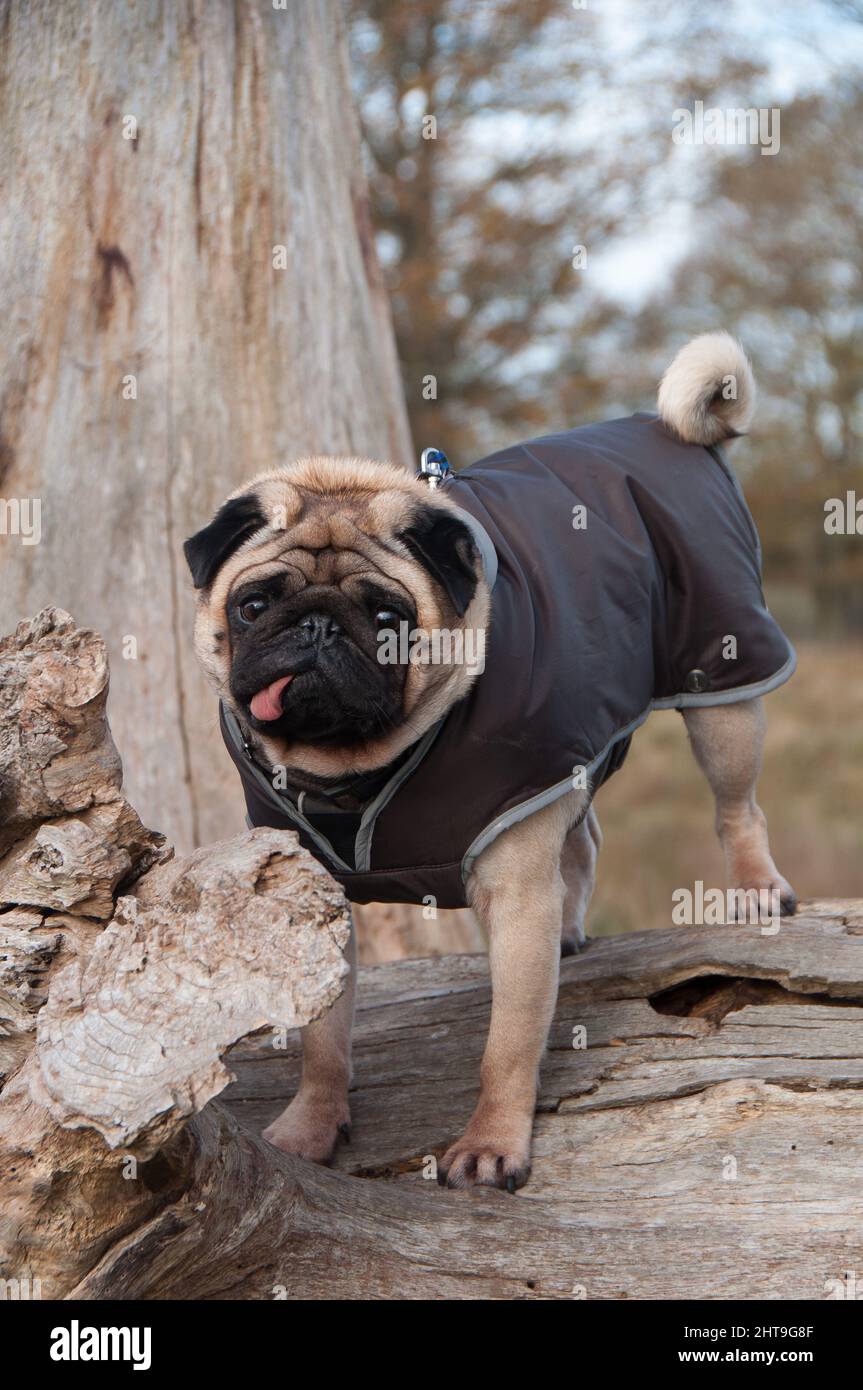 Mops hunderasse -Fotos und -Bildmaterial in hoher Auflösung – Alamy