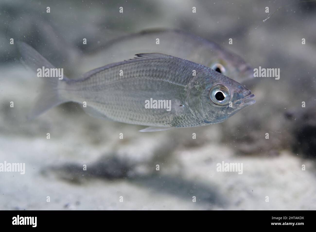 Makroaufnahme von wildem, kleinem Silberling Jenny Mojarras ...