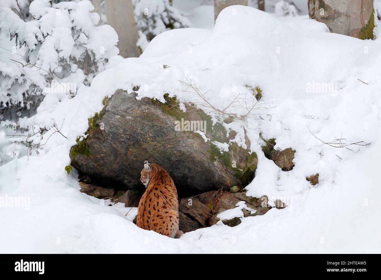 Verschneiter lebensraum -Fotos und -Bildmaterial in hoher Auflösung – Alamy
