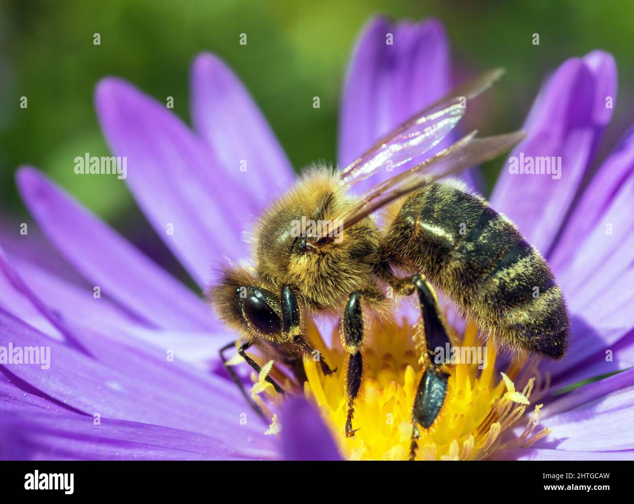 Biene oder Honigbiene in Latein APIs Mellifera, europäische oder ...