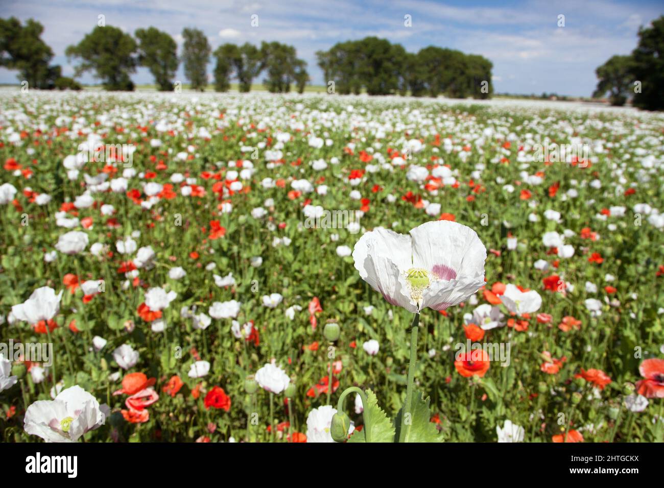 Blühendes Opiummohn-Feld in Latein papaver somniferum, Mohn-Feld mit ...