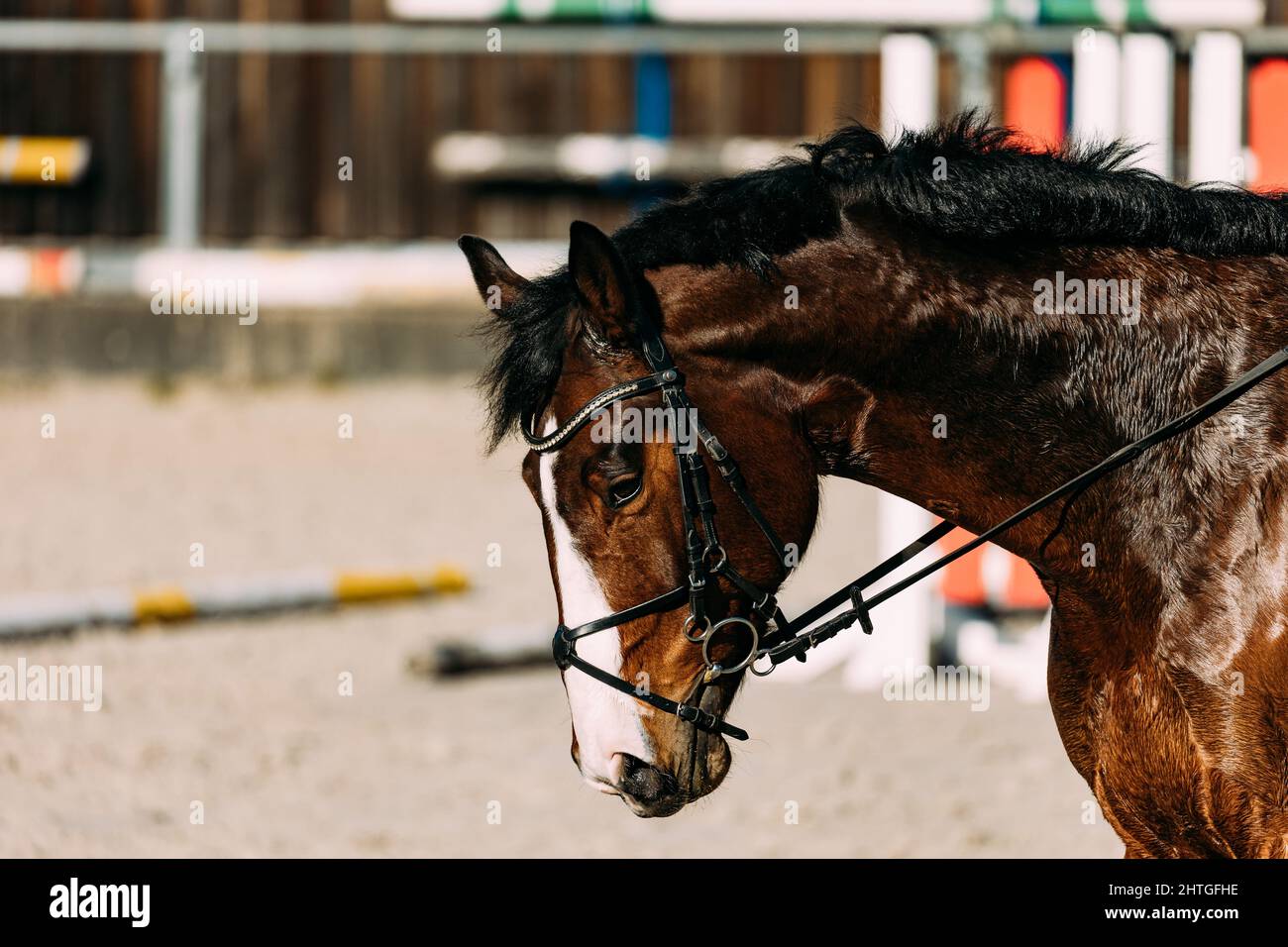 Gras pferd arena -Fotos und -Bildmaterial in hoher Auflösung – Alamy