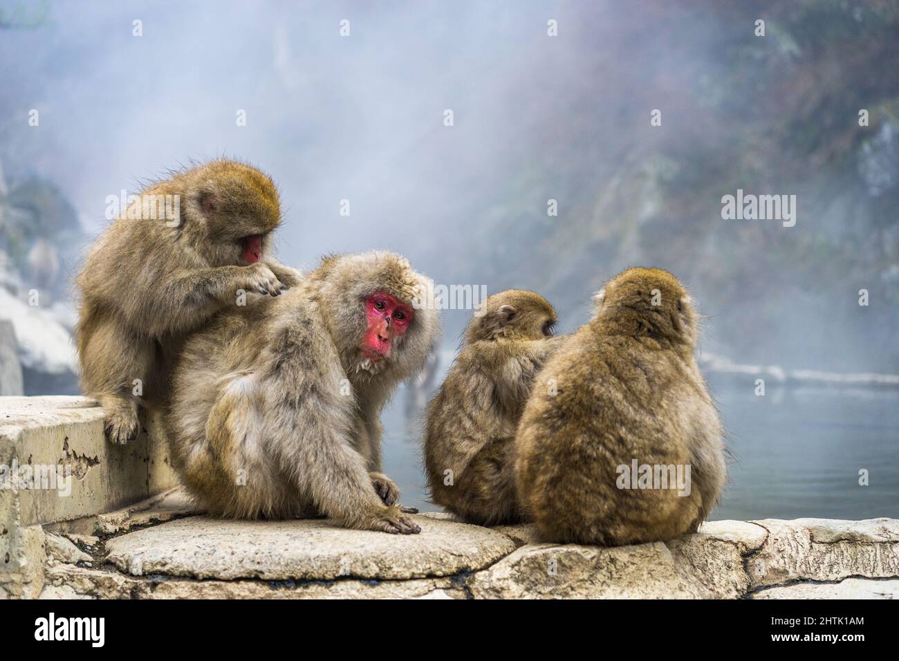 Baby Affe ziehen das Fell seines erwachsenen Affen und bleiben mit der ...
