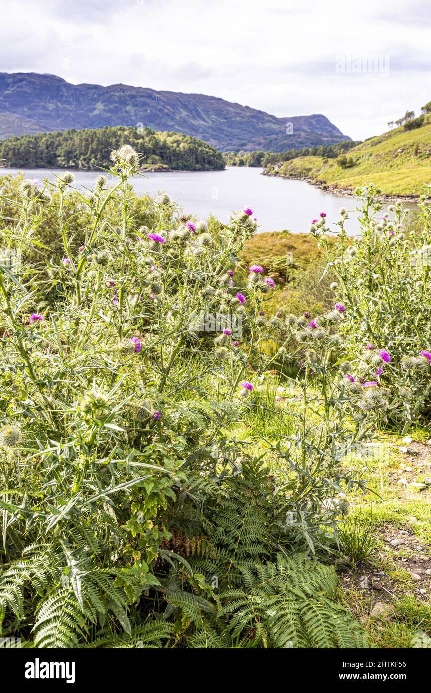 Englische disteln -Fotos und -Bildmaterial in hoher Auflösung – Alamy
