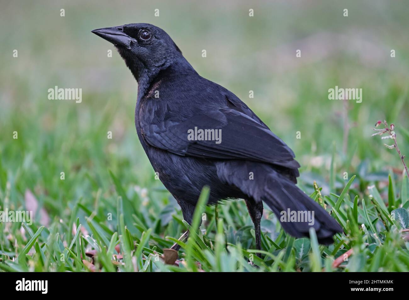 Dives warszewiczi -Fotos und -Bildmaterial in hoher Auflösung – Alamy